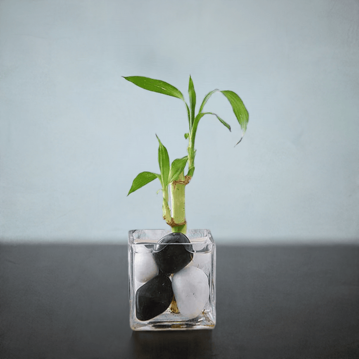Bamboo Plants – Buy Online at Lowest Prices – vedicflora